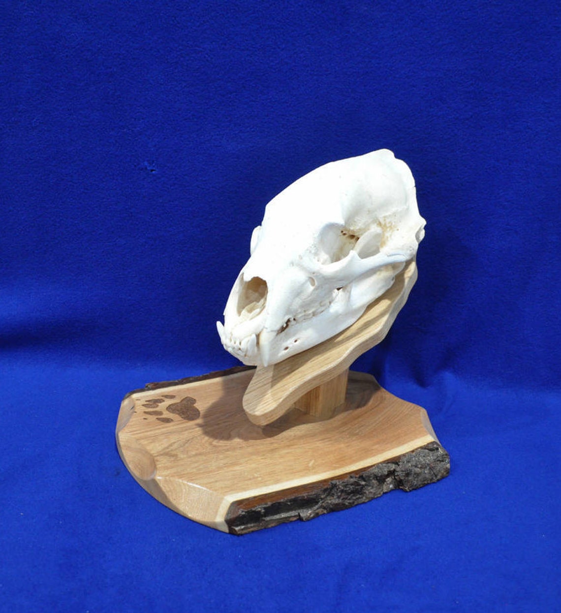 Bear Hunting Hunting Bear Mount Plaque Bear Skull Mount | Etsy