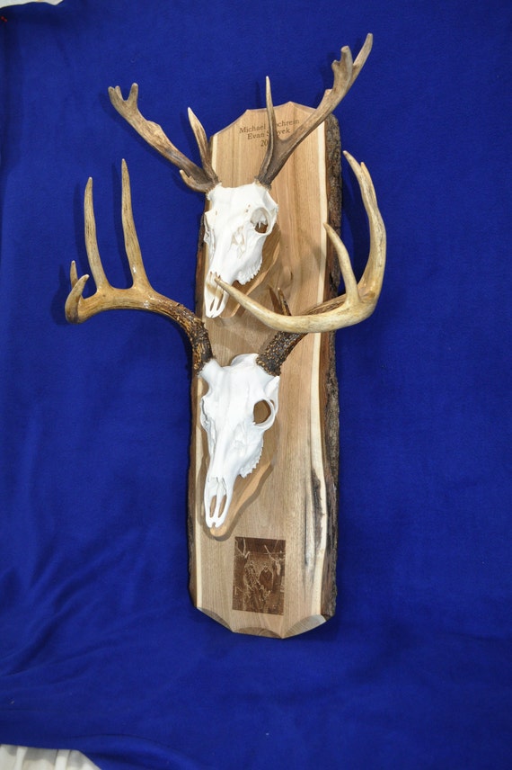 Deer Mount Plaque European Mount Plaque Deer Skull Mount | Etsy