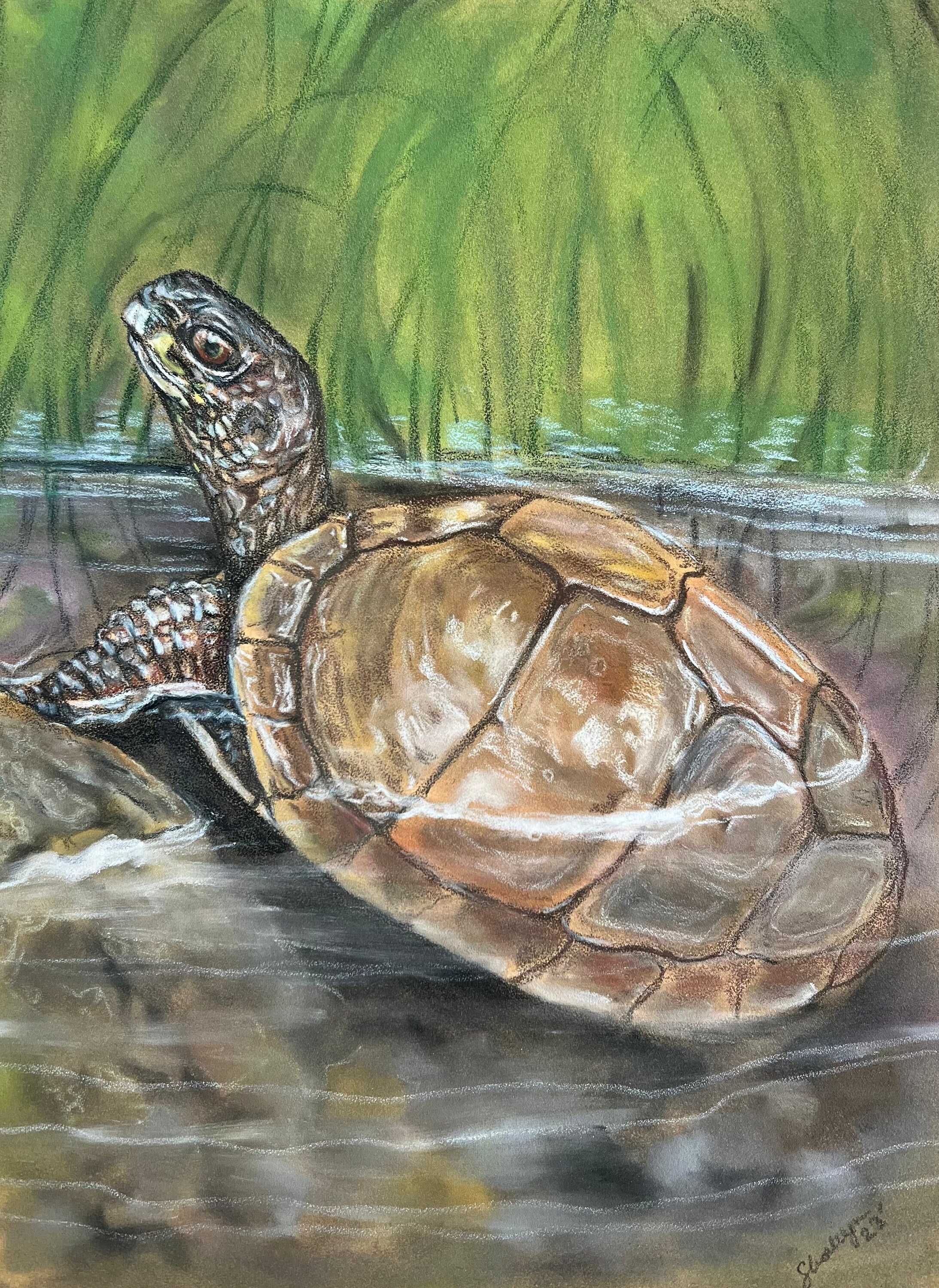Handmade Box Turtle Portrait Pastel and Colored Pencil - Etsy