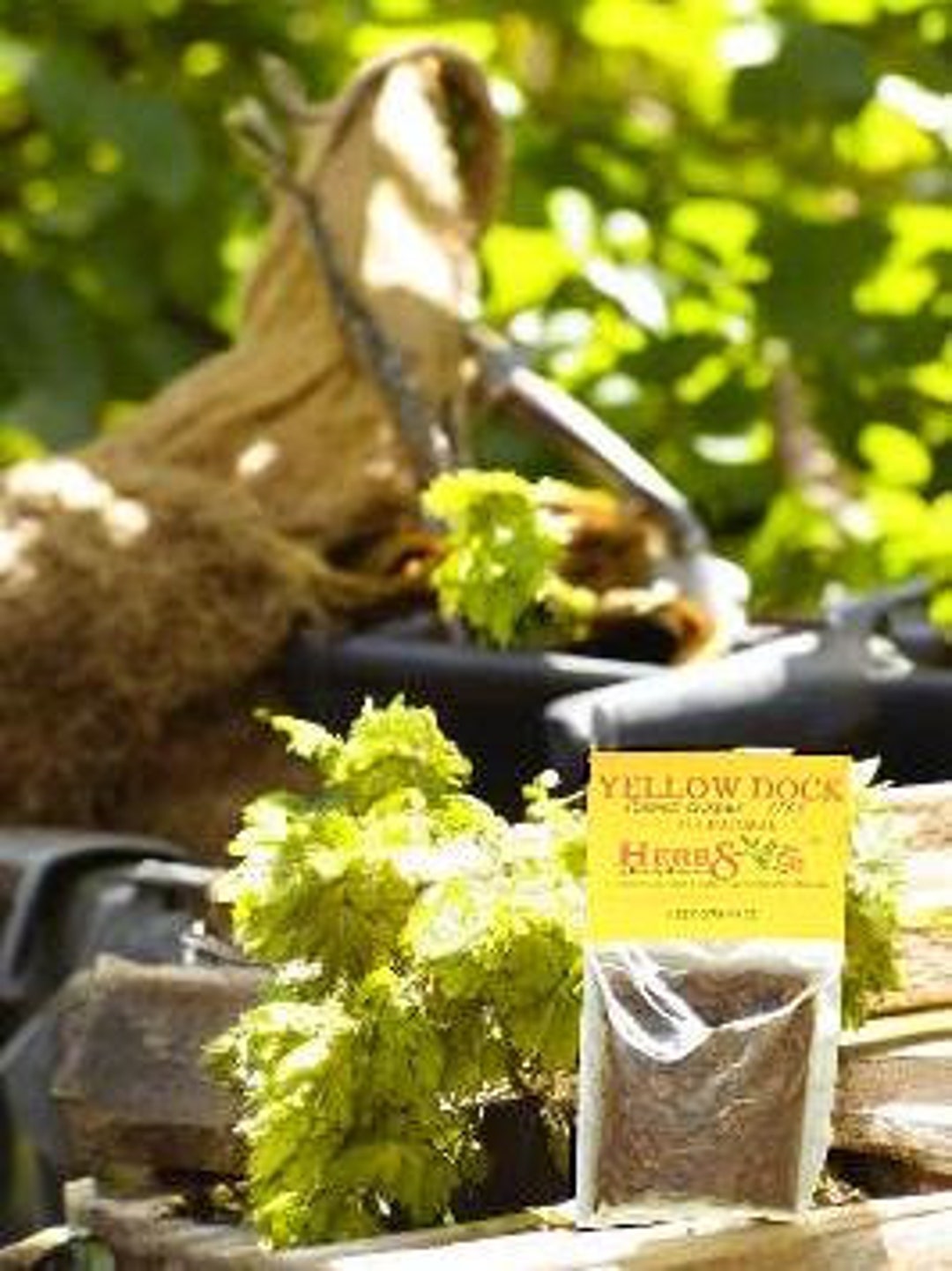 Yellow Dock Powder (rumex Crispus) Specially Curated Hand Selected Hand ...