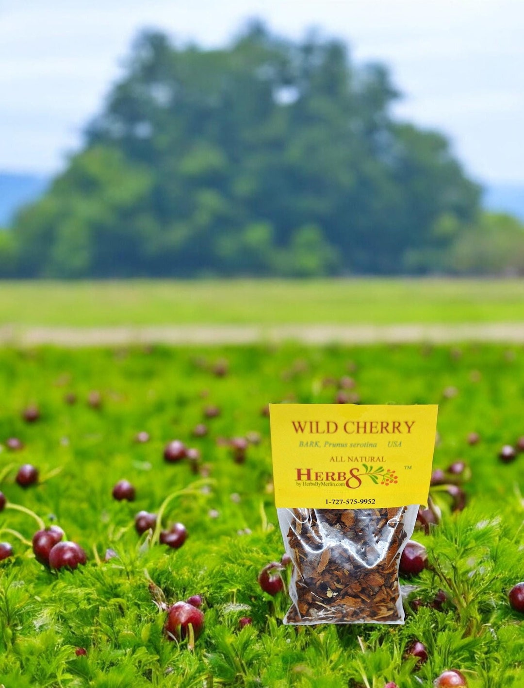 Wild Cherry Bark - (prunus Serotina). Cut Sifted and Hand Packed - Etsy