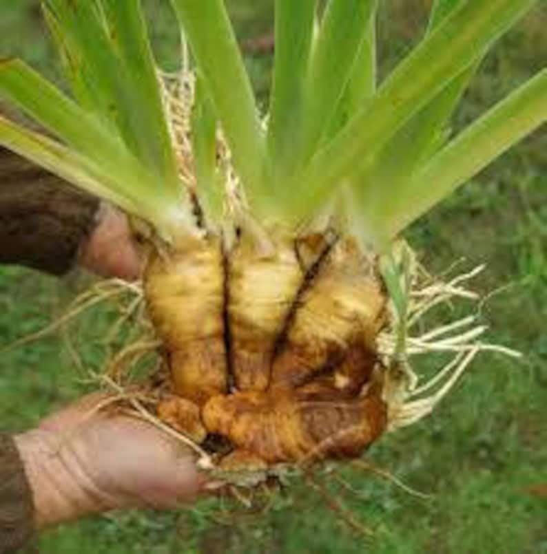 Orris Root. 1.5 ounces. Iris florentina. | Etsy