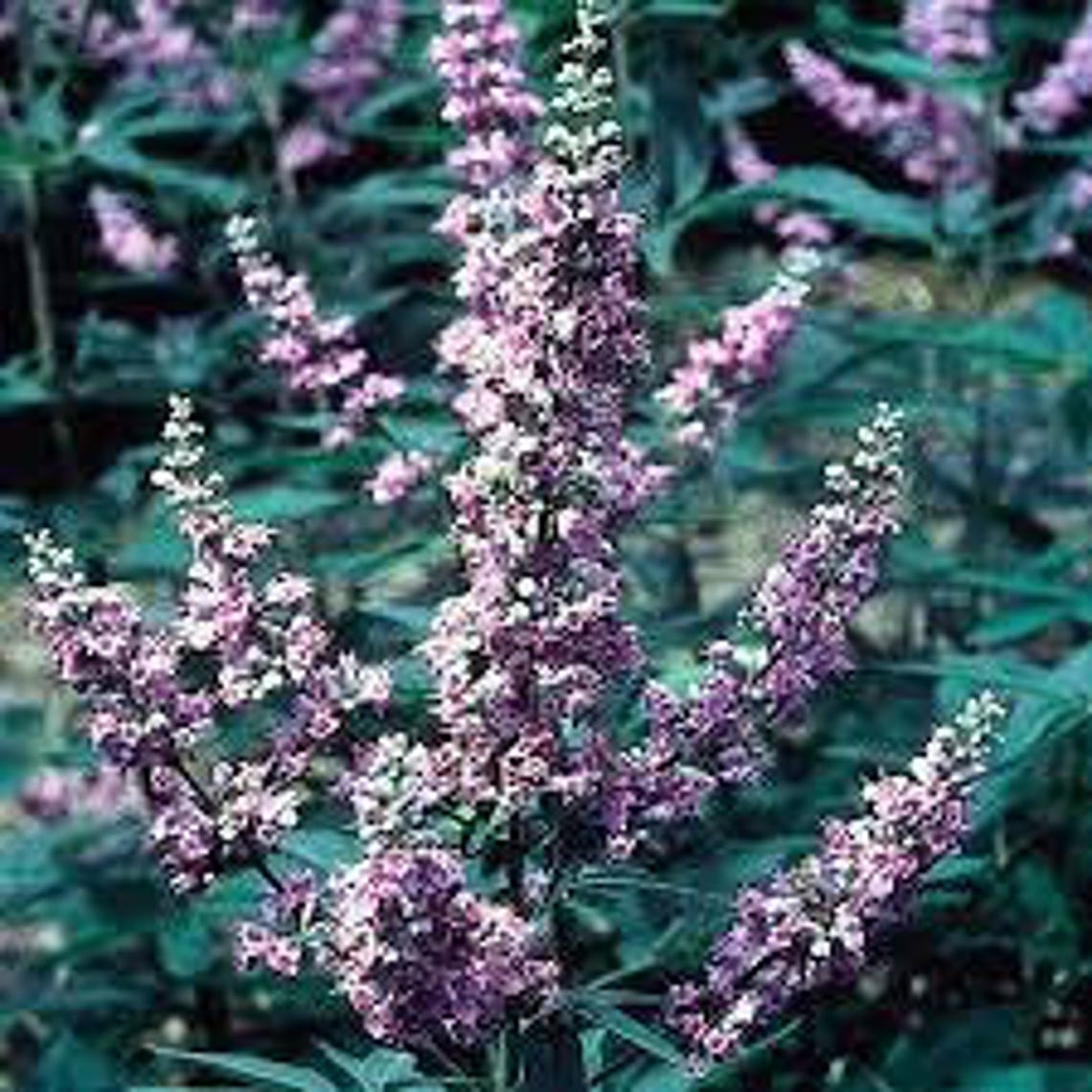 Chaste Tree Berry Powder VITEX vitex Agnus Castuus - Etsy