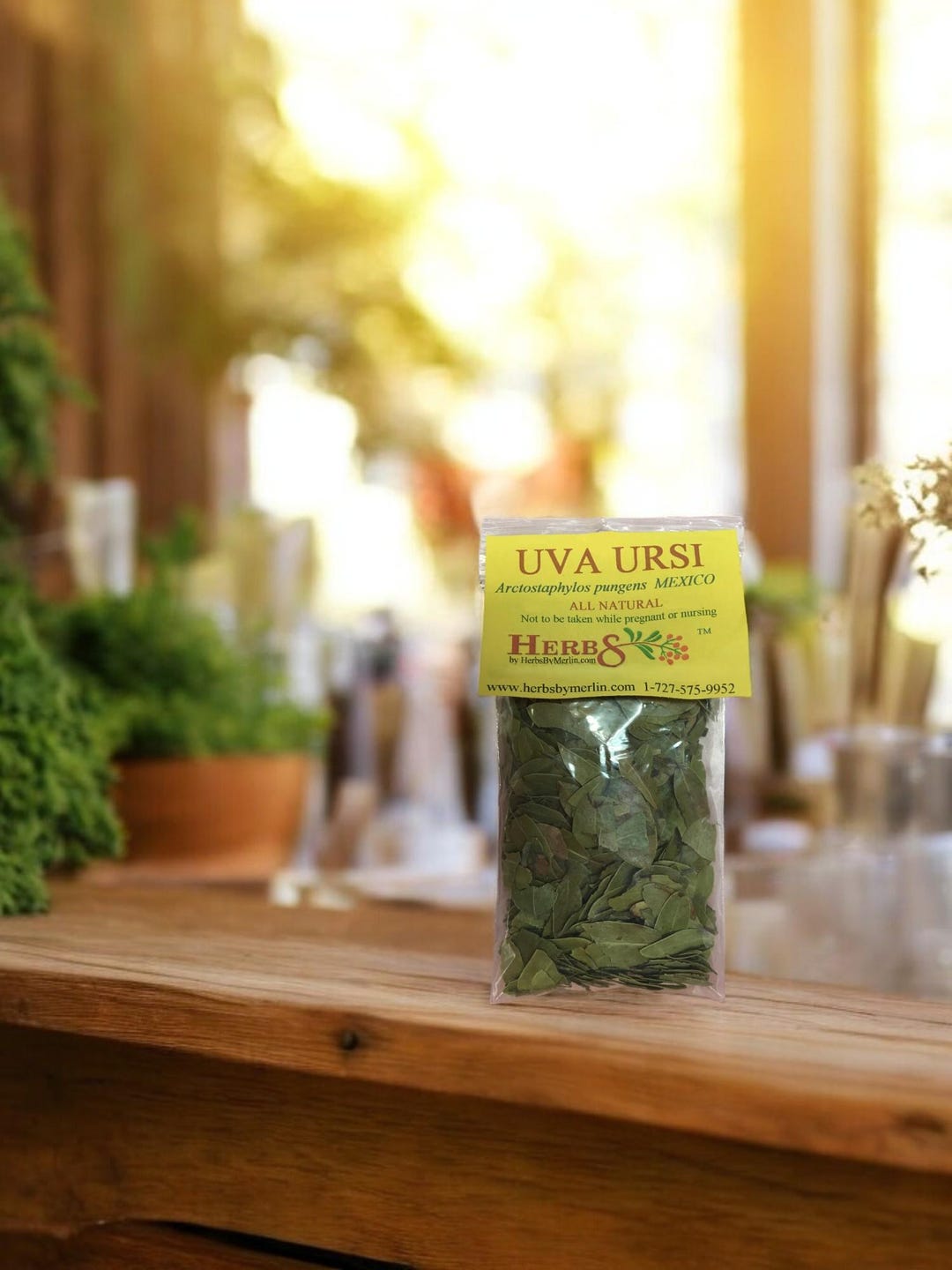 Uva Ursi - Arctostaphylos Pungens. Hand Selected and Hand Packed - Etsy