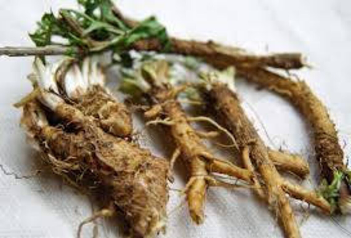 Chicory Root, Roasted. (cichorium Intybus) - Etsy