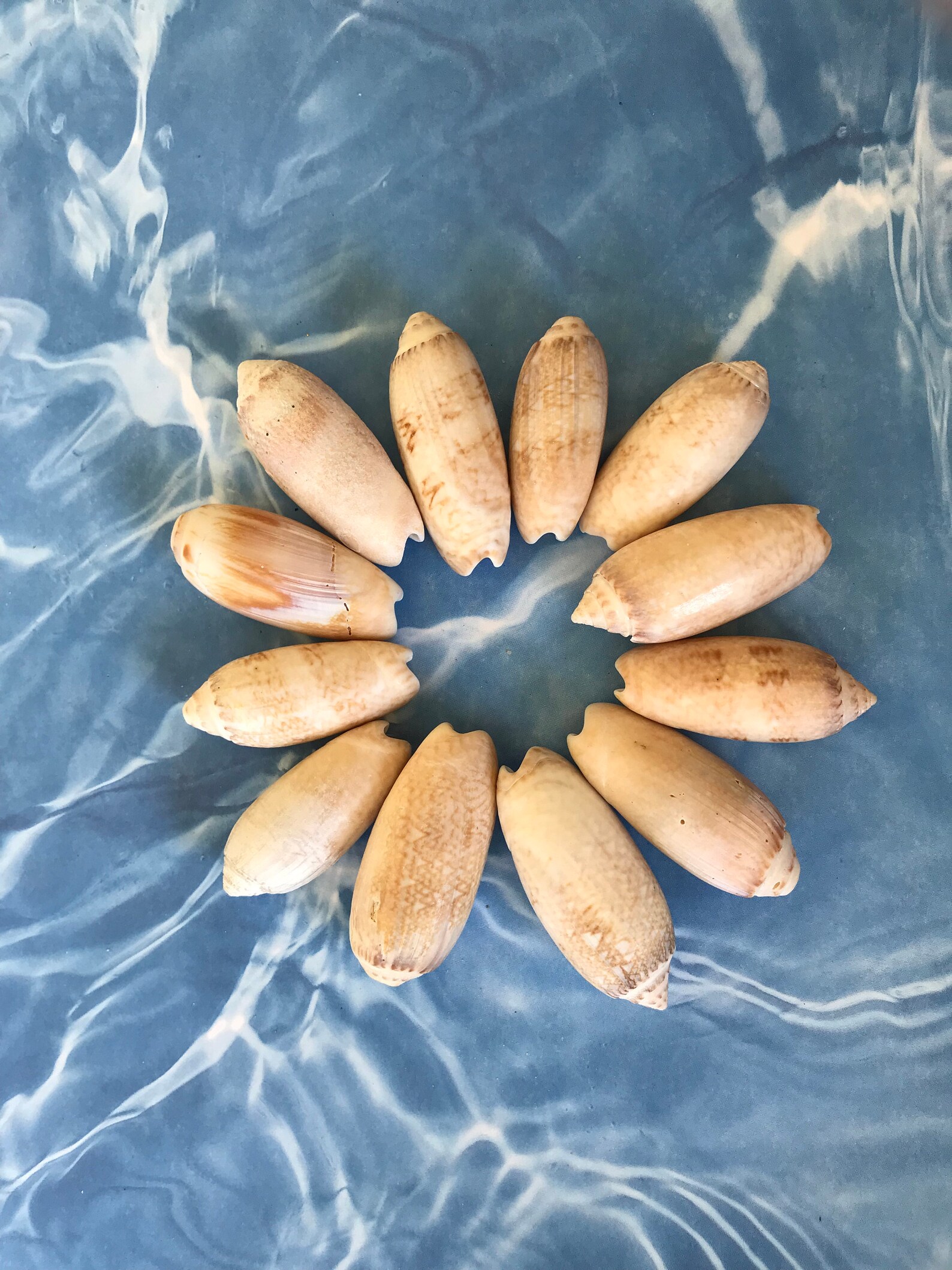 Seashells 12 Olive Sea Shells White & Brown From Blind Pass - Etsy