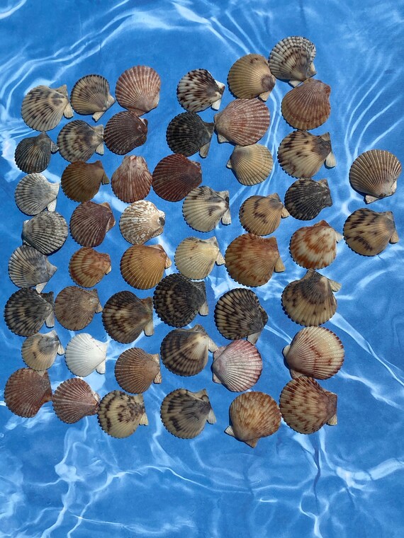 Seashells 50 Variety Pack Scallop Sea Shells 3/4 to - Etsy