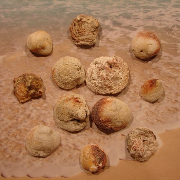 Seashells Box - Etsy