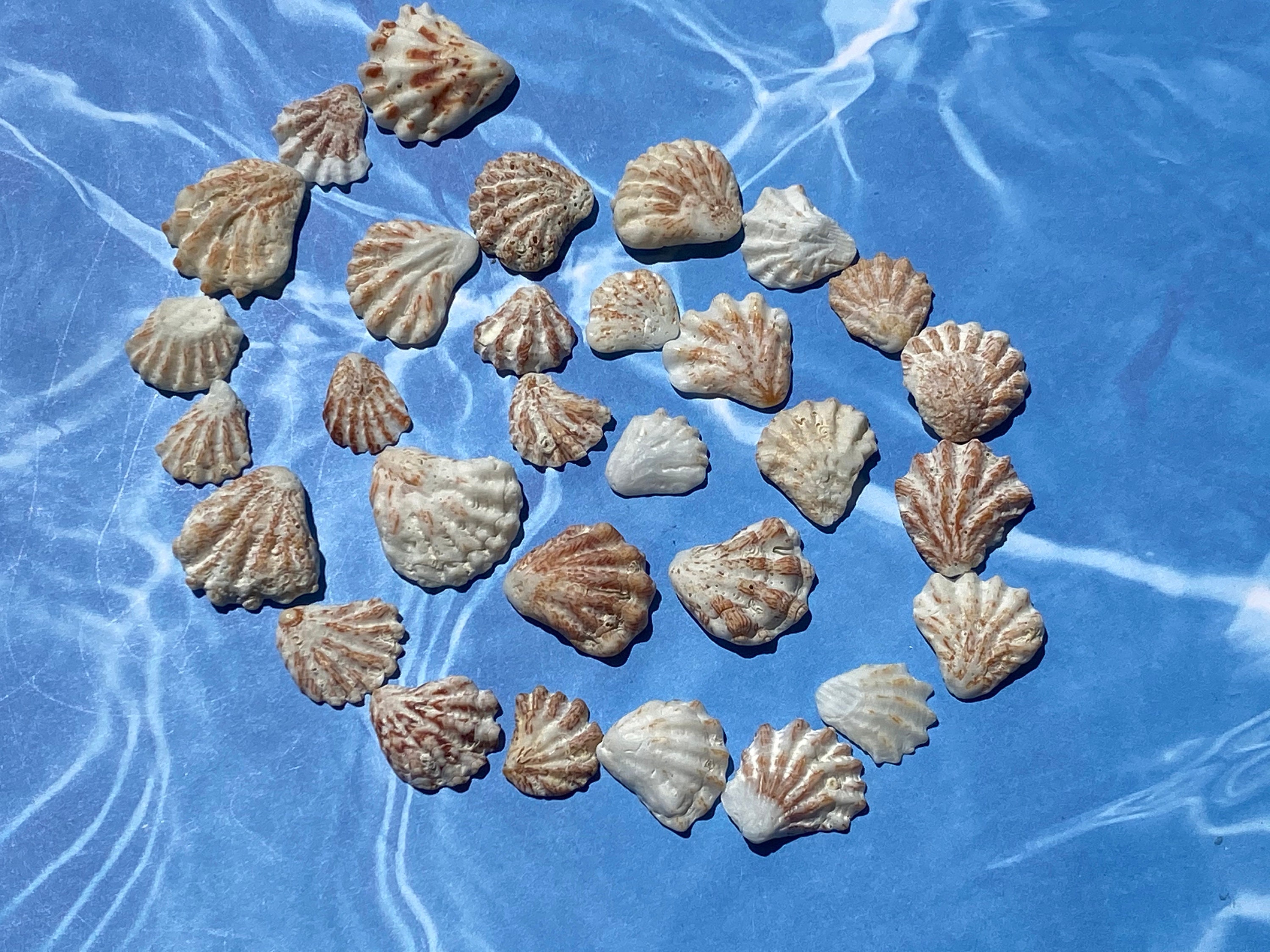 Seashells 30 Kitten Paws Sea shells brown orange white | Etsy
