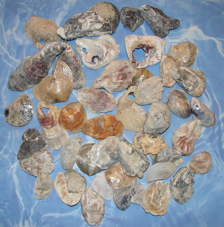Jingle Shells 1-2 Inch Assorted Sizes 50+ Collectibles US $17