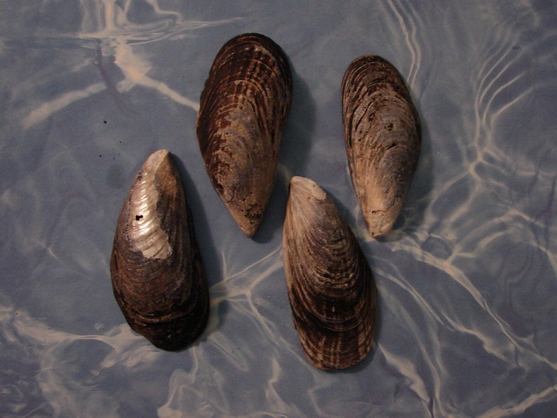 Seashells 12 Mussel seashells from Newport Beach California | Etsy