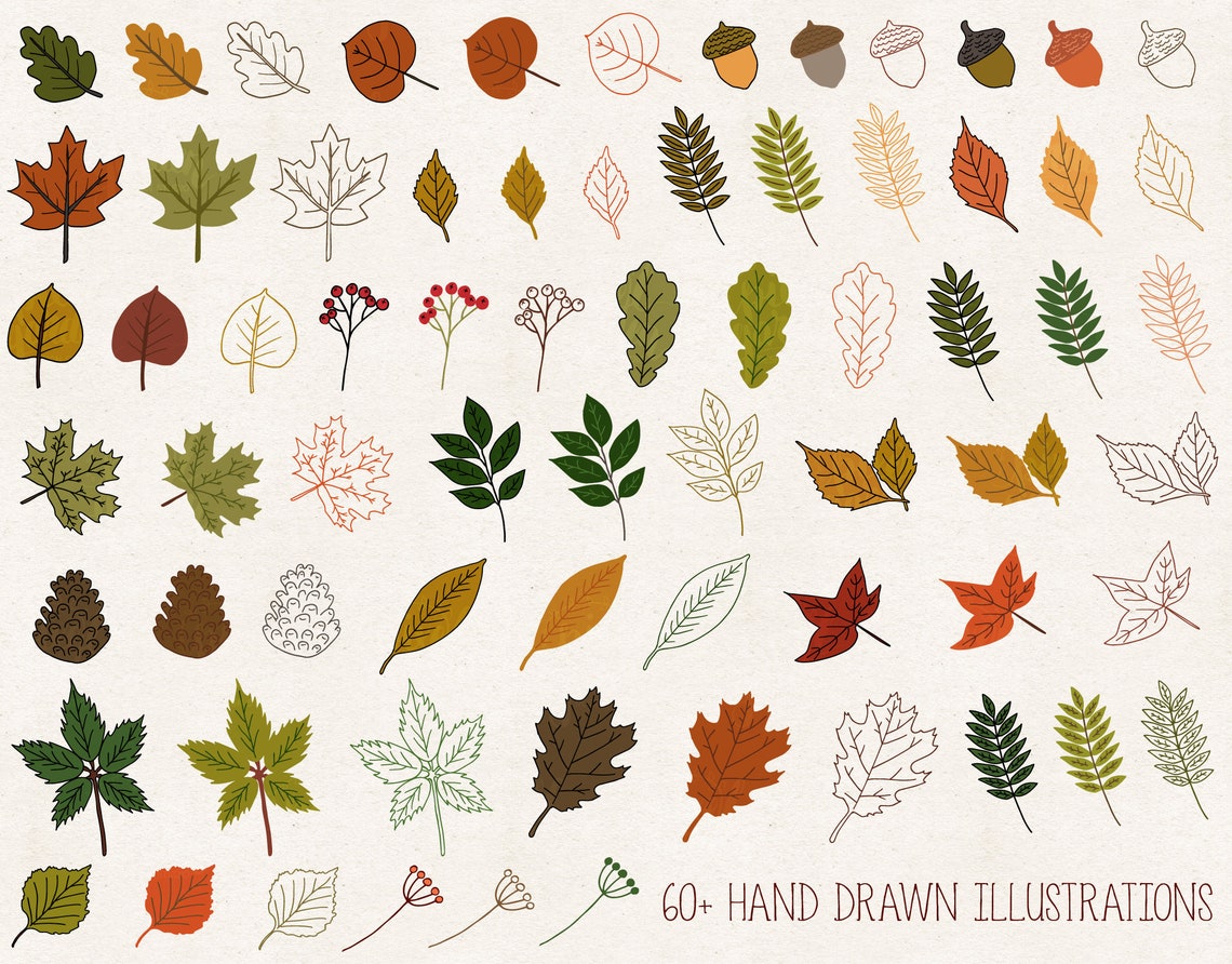 Fall Leaf Clipart. Autumn Leaves Illustration. Autumn Foliage | Etsy
