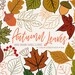 Fall Leaf Clipart. Autumn Leaves Illustration. Autumn Foliage, Acorn ...
