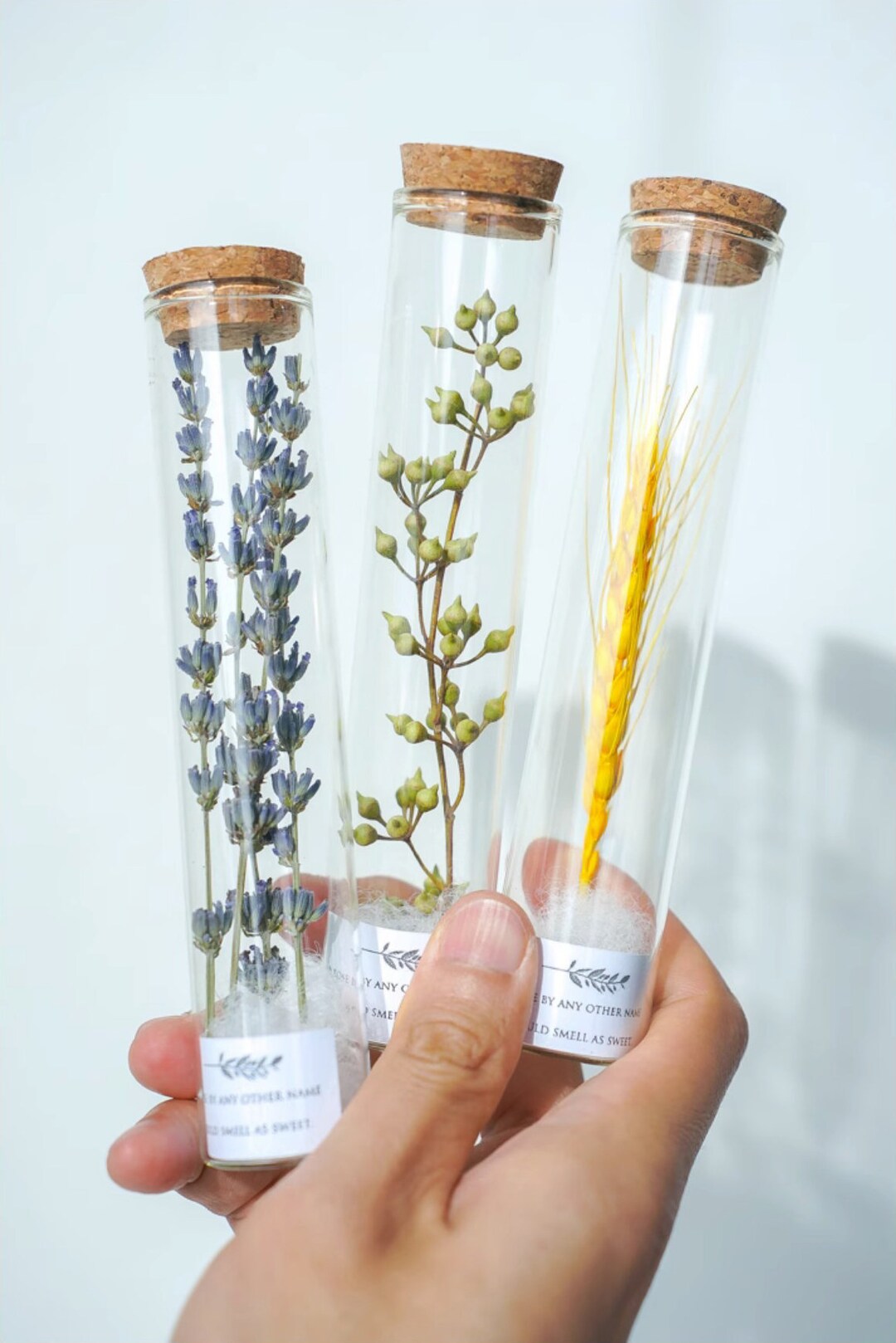Genuine Dried Flowers Leaves Plants Specimen in Glass Test - Etsy