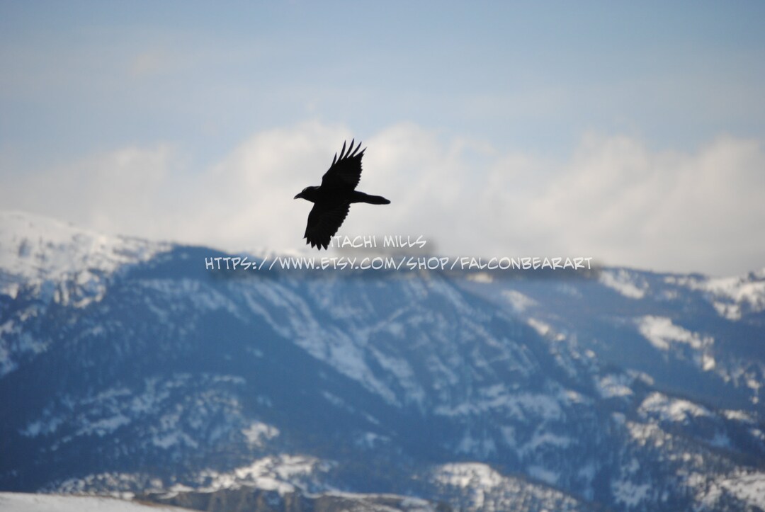Original Photograph of a Raven Flying in the Mountains of Montana - Etsy