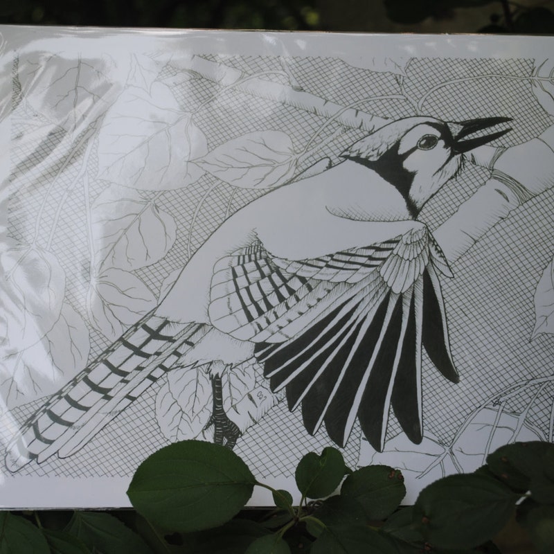 Blue Jay Wings - Etsy