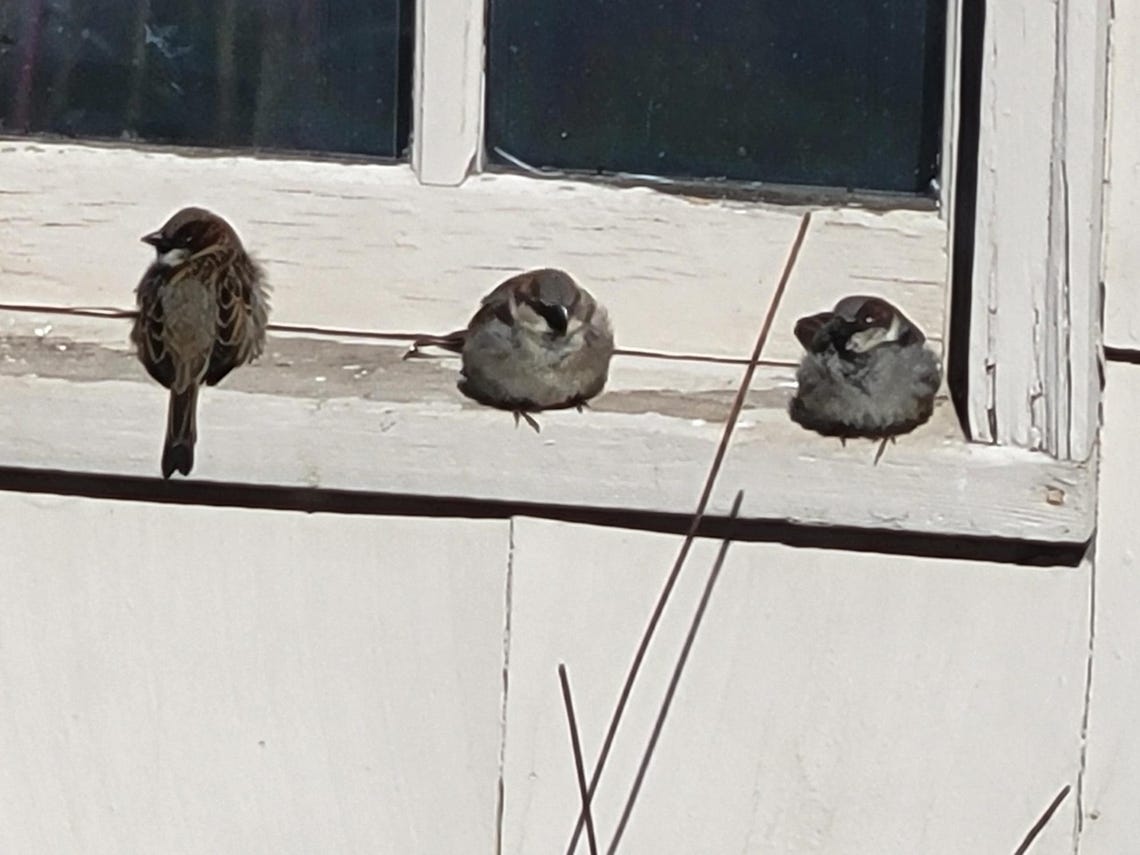 Original Color Photograph of Sparrows Trying to Keep Warm - Etsy