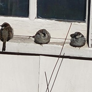 Original Color Photograph of Sparrows Trying to Keep Warm - Etsy