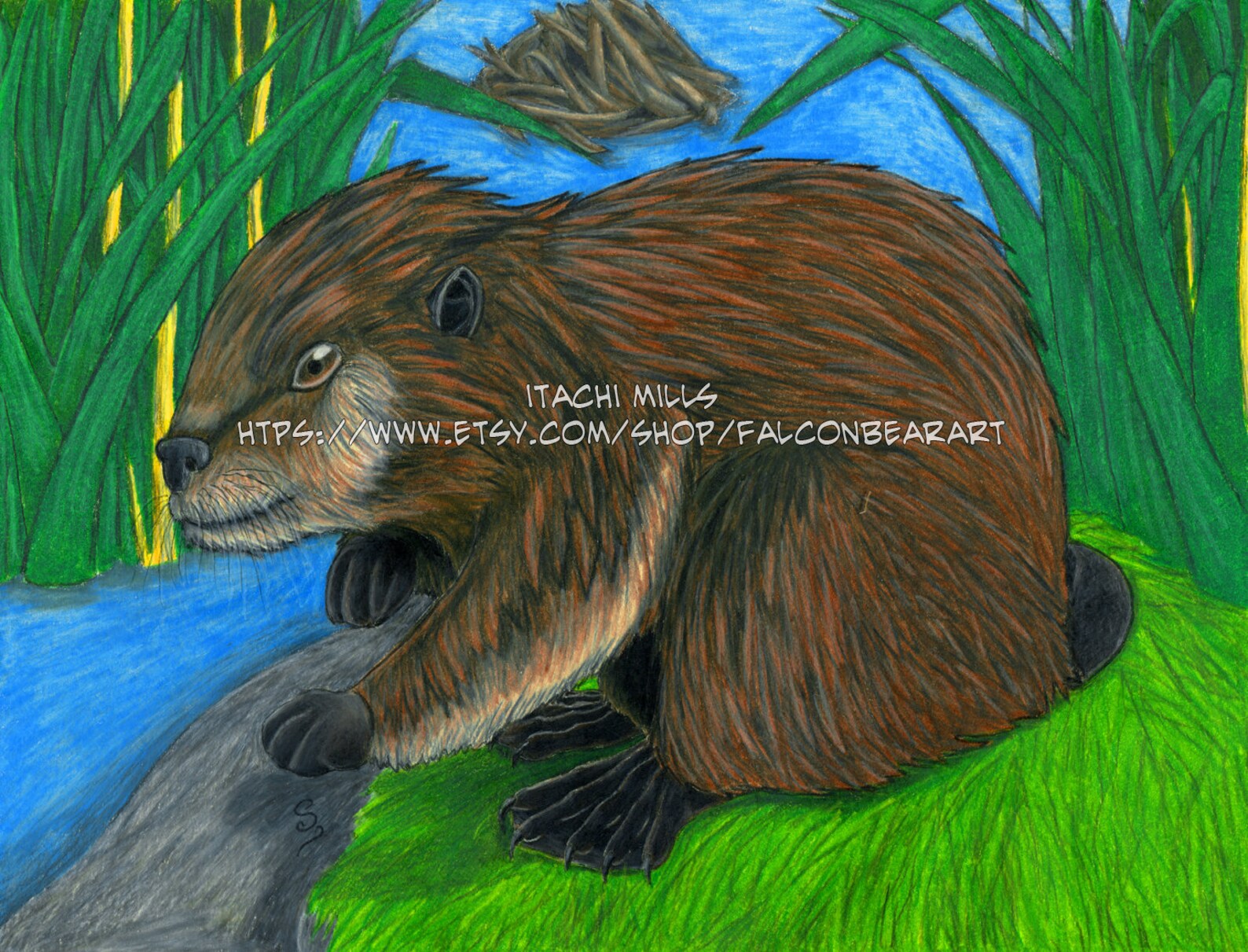 Original Colored Pencil Drawing of a Beaver - Etsy