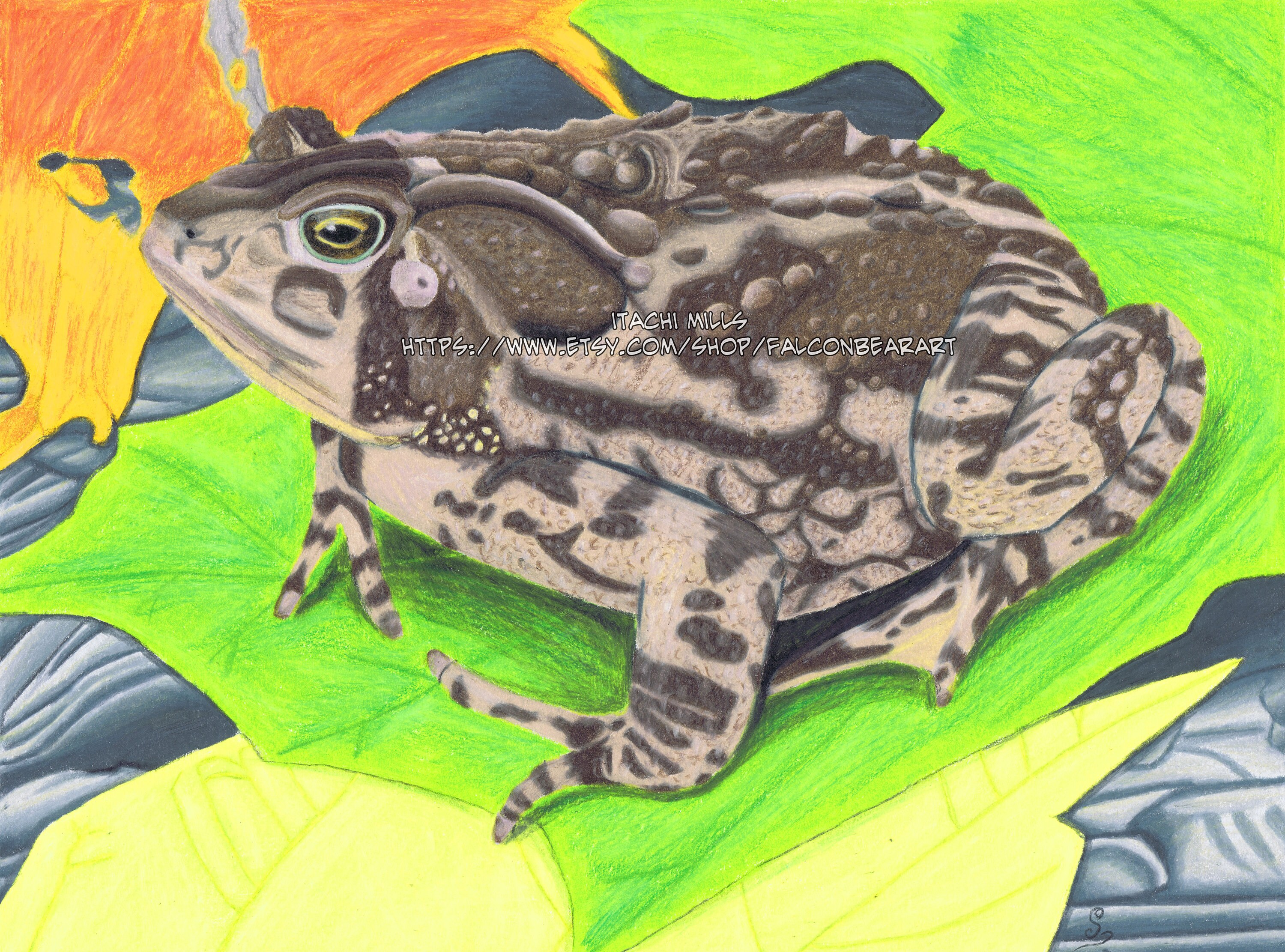 Original Colored Pencil Drawing of a Toad Sitting on Colorful Leaves - Etsy