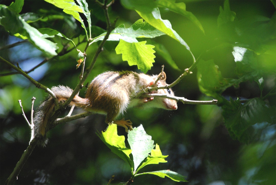 Chipmunk Falling Original Photograph - Etsy