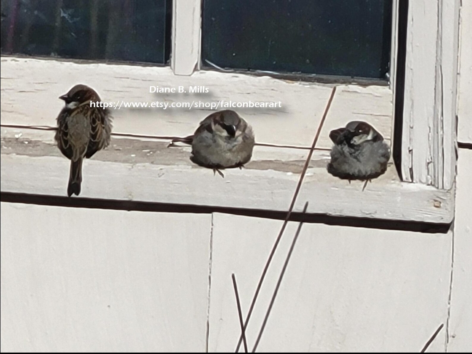 Original Color Photograph of Sparrows Trying to Keep Warm - Etsy