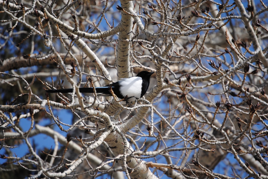 Original Photograph of a Magpie in a Tree - Etsy