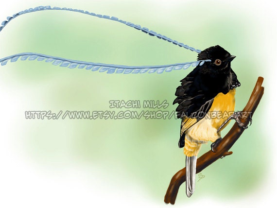 King Of Saxony Bird Of Paradise