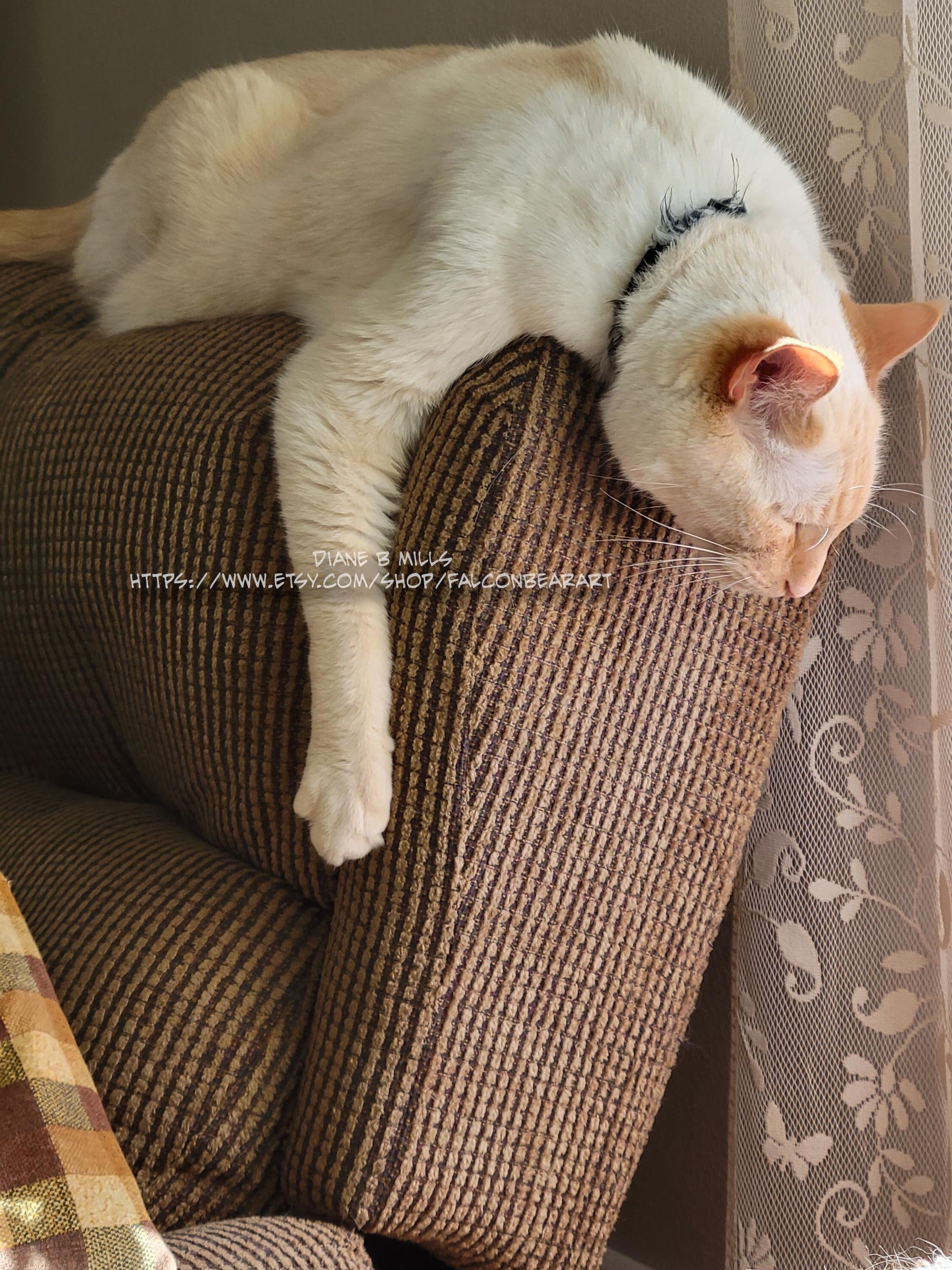 Original Color Photograph of a Cat Making a Statement About the Weather ...