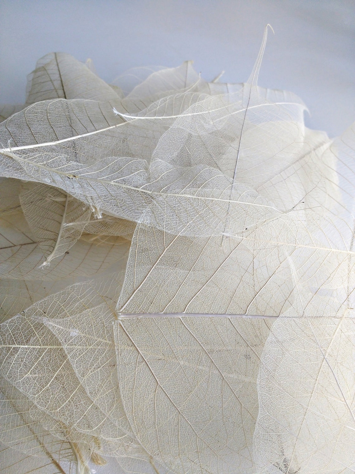 Whole Lotta Natural Leaves - Etsy