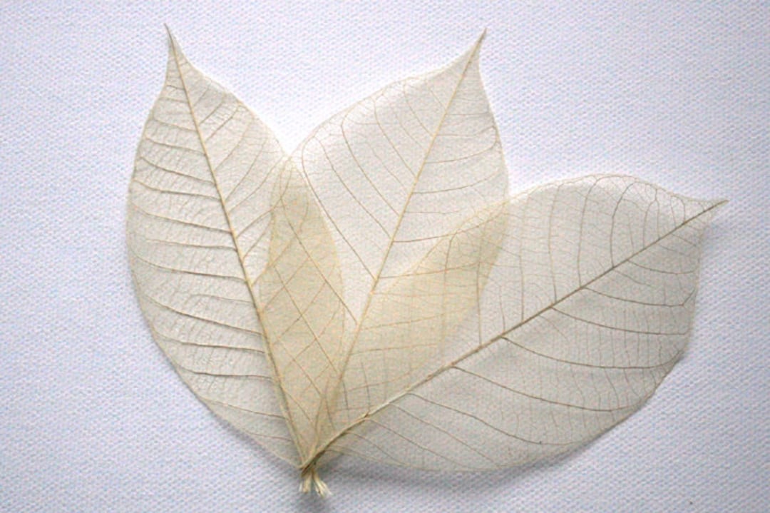 Natural Skeleton Leaves - Etsy UK