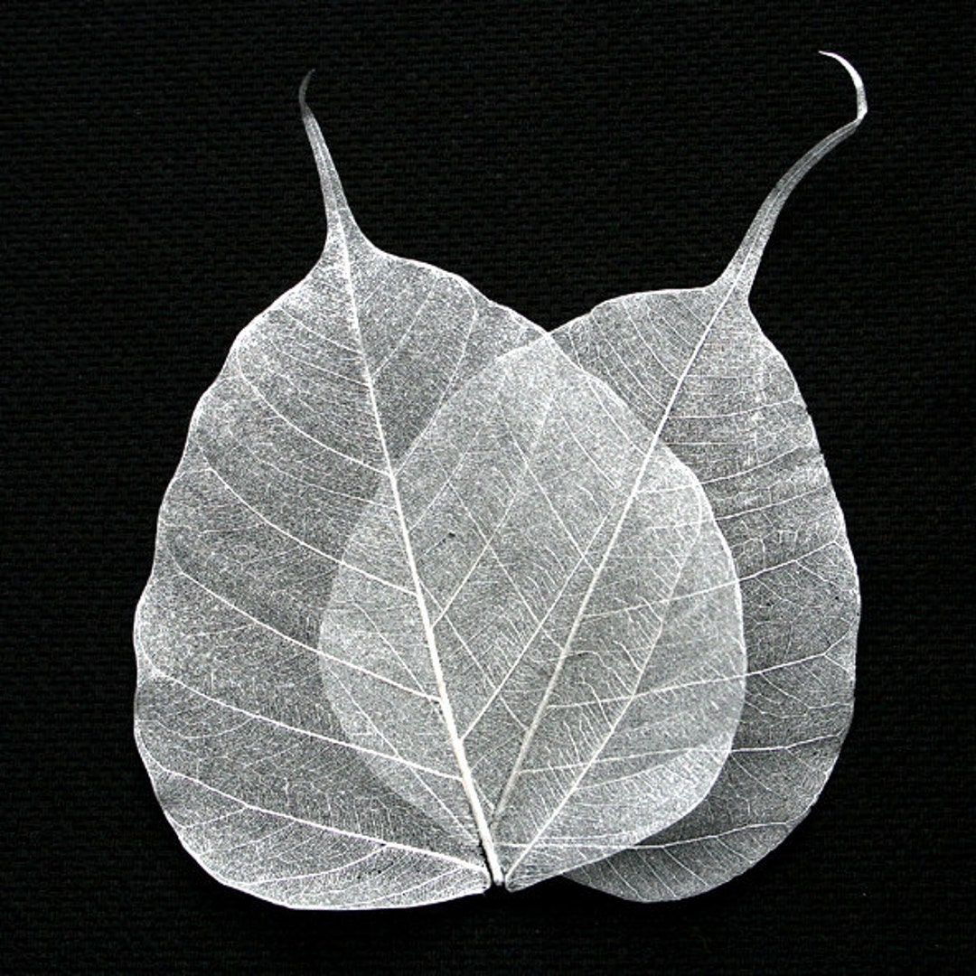 Silver Bodhi Skeleton Leaves - Etsy UK