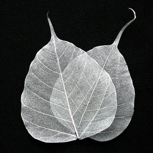 Silver Bodhi Skeleton Leaves - Etsy