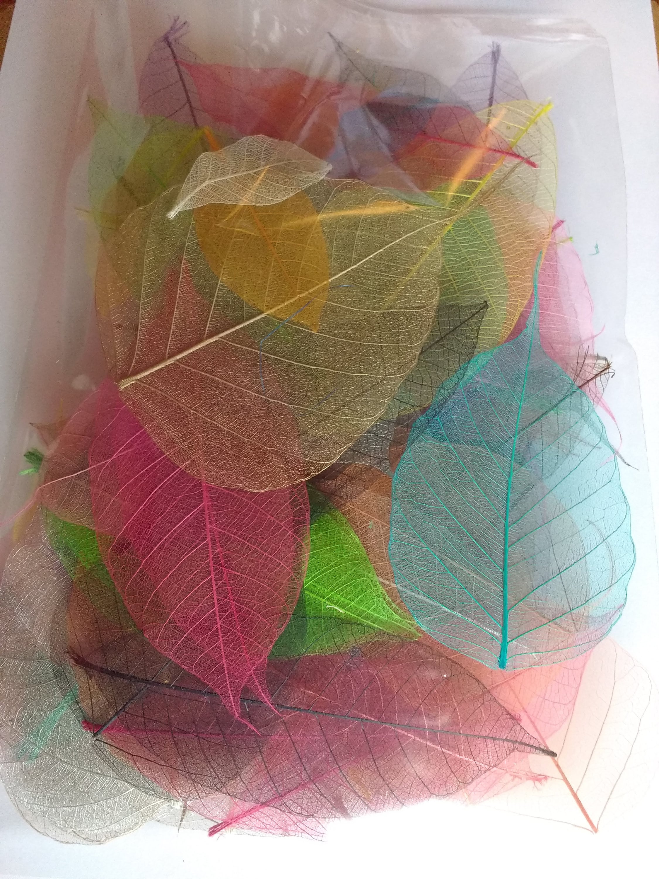 Whole Lotta Leaves Skeleton Leaf Pack - Etsy