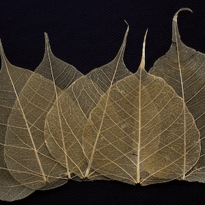 Gold Bodhi Skeleton Leaves - Etsy UK