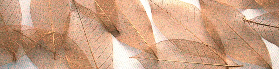 Copper Skeleton Leaves - Etsy UK