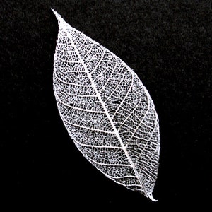 Silver Skeleton Leaves - Etsy UK