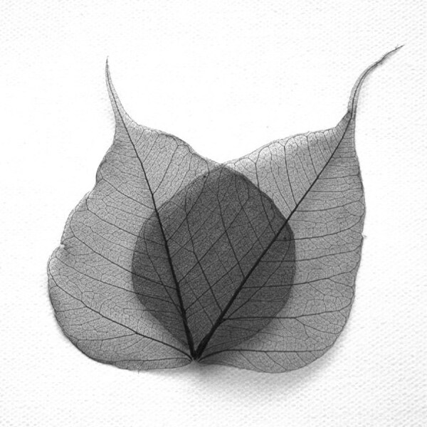 Skeleton Leaves - Etsy