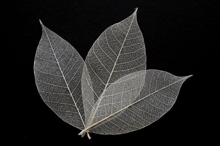 Natural Skeleton Leaves | Etsy
