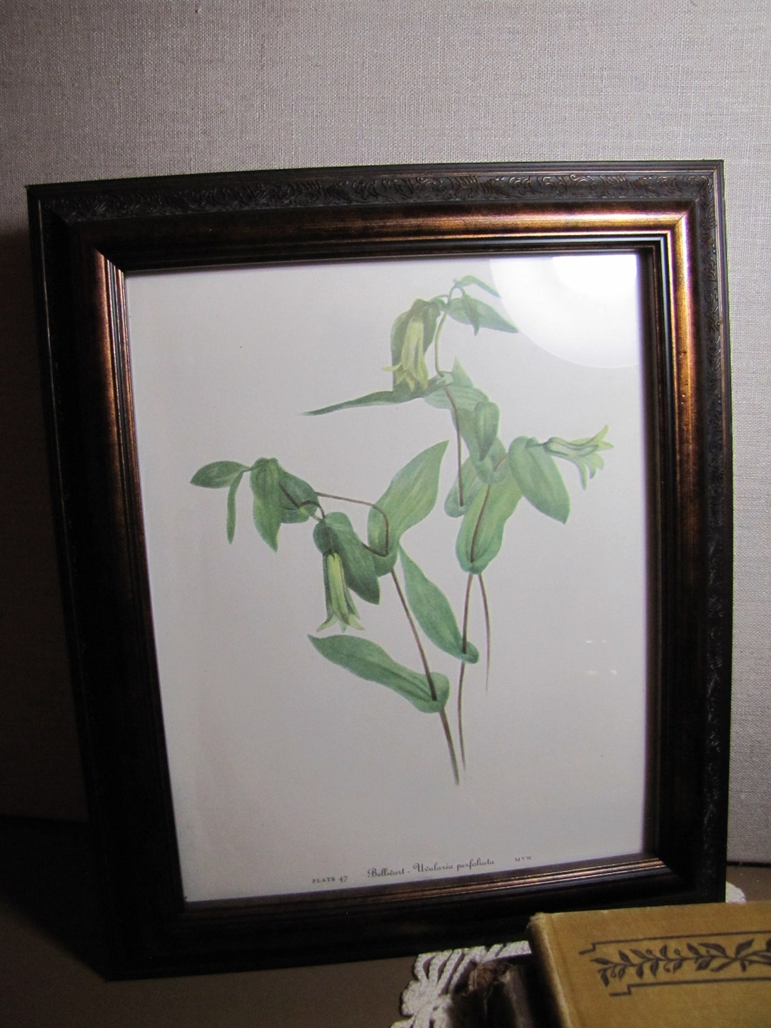 Vintage Botanical Print - Bellwart - Dark Copper Look Plastic Frame - Etsy