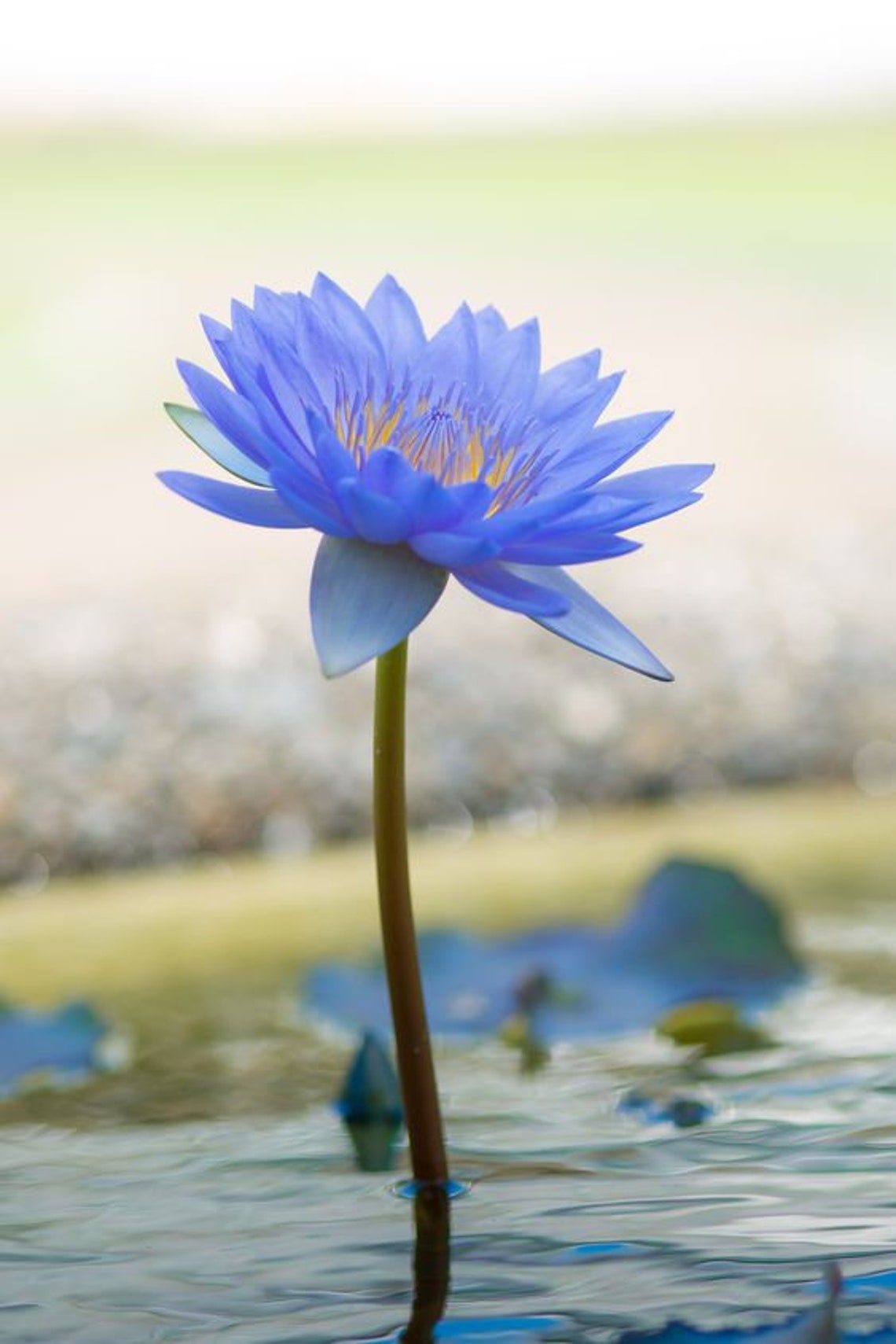 Pure Nymphaea Caerulea Egyptian Blue Lotus Lily Absolute - Etsy Canada