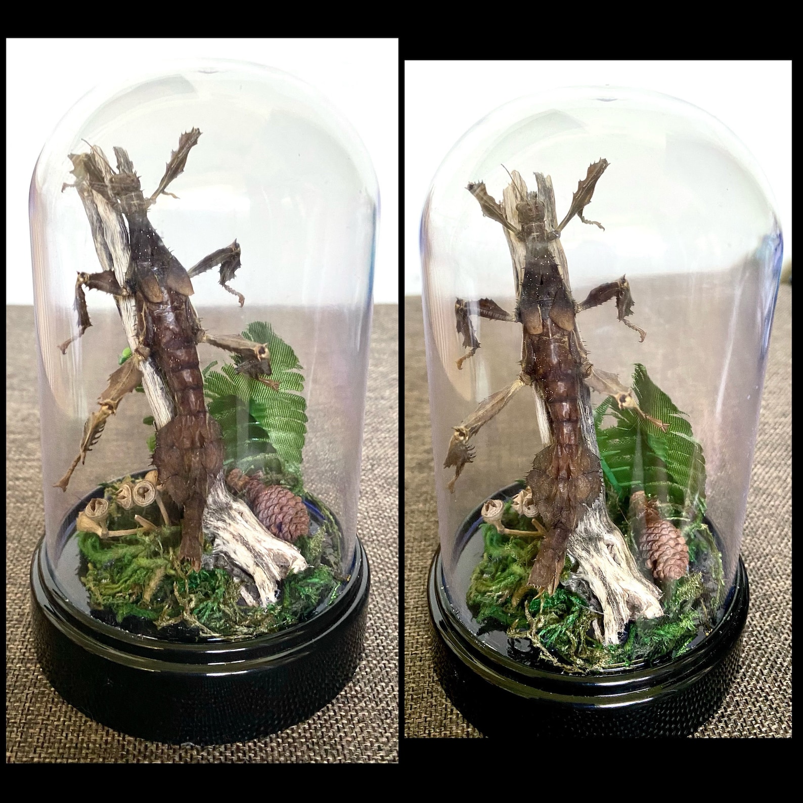 Giant Prickly Stick Insect Terrarium Taxidermy Cloche Dome | Etsy