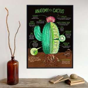 Illustrated Anatomy of a Cactus Fine Art Print. Plain Paper, Laminated ...
