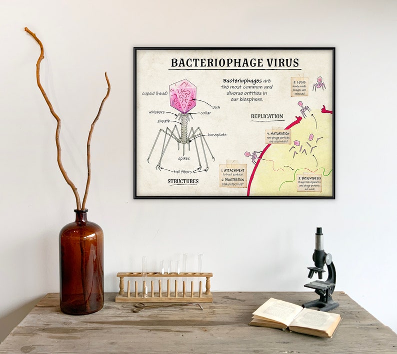 Bacteriophage Virus Cellular Structure Classroom Poster. Fine Art Paper ...
