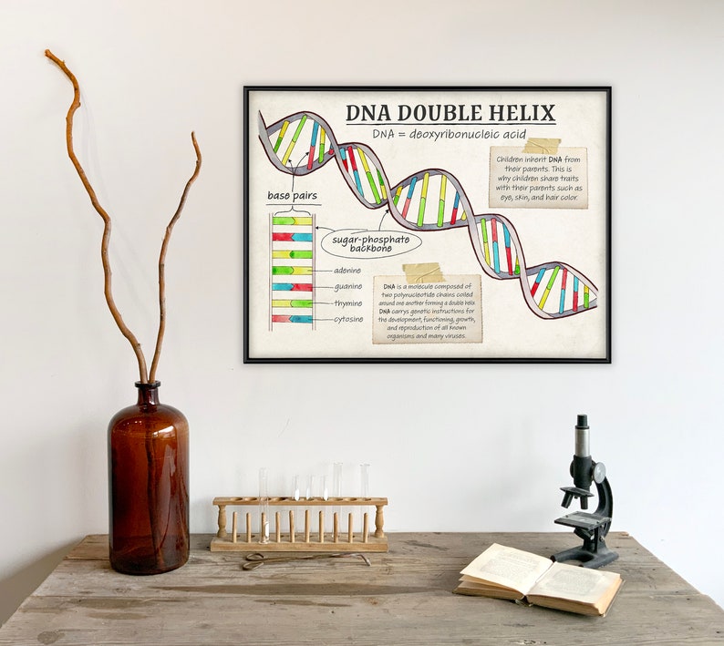 DNA Cellular Function Classroom Poster. Fine Art Paper | Etsy