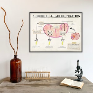 Aerobic Respiration Cellular Function Classroom Poster. Fine Art Paper ...
