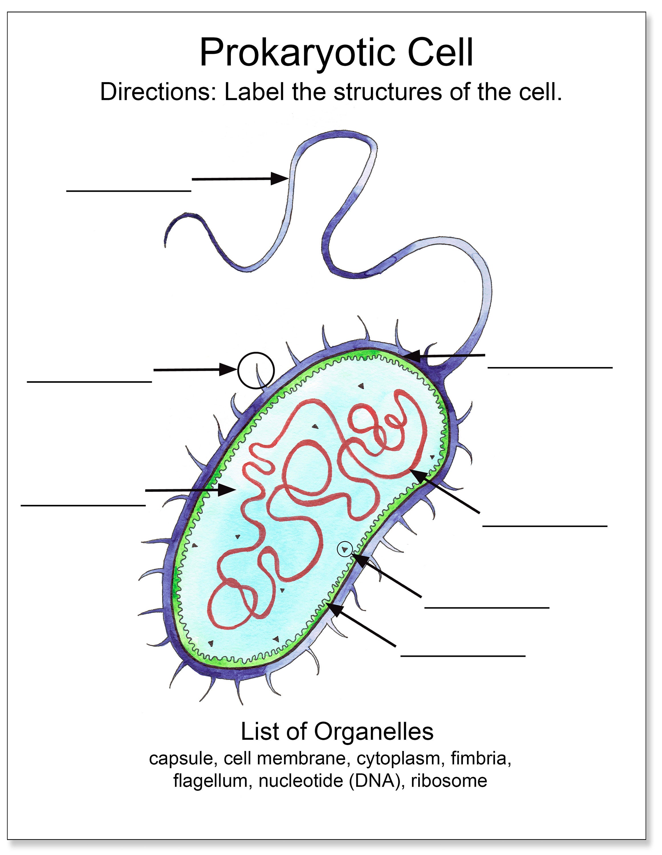 Prokaryotic Cell Worksheet