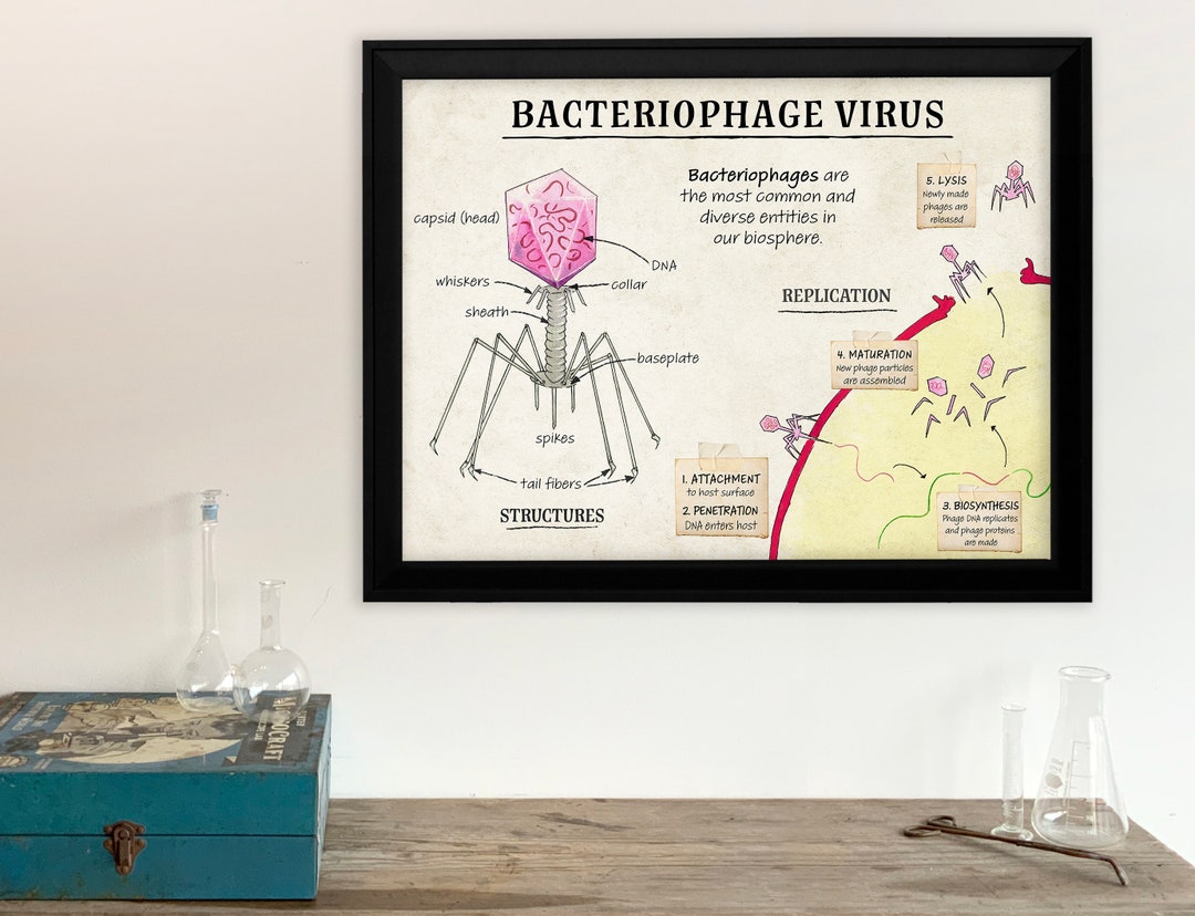 Bacteriophage Virus Cellular Structure Classroom Poster. Fine Art Paper ...