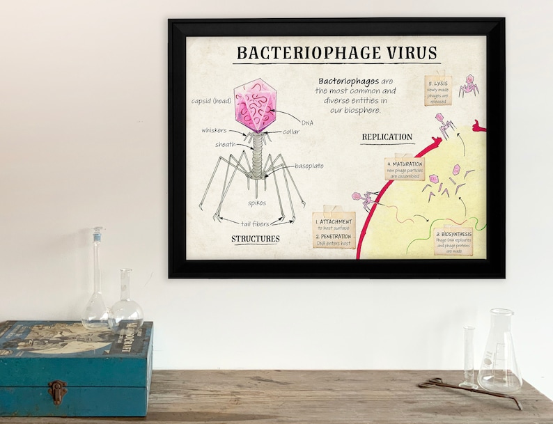 Bacteriophage Virus Cellular Structure Classroom Poster. Fine Art Paper ...