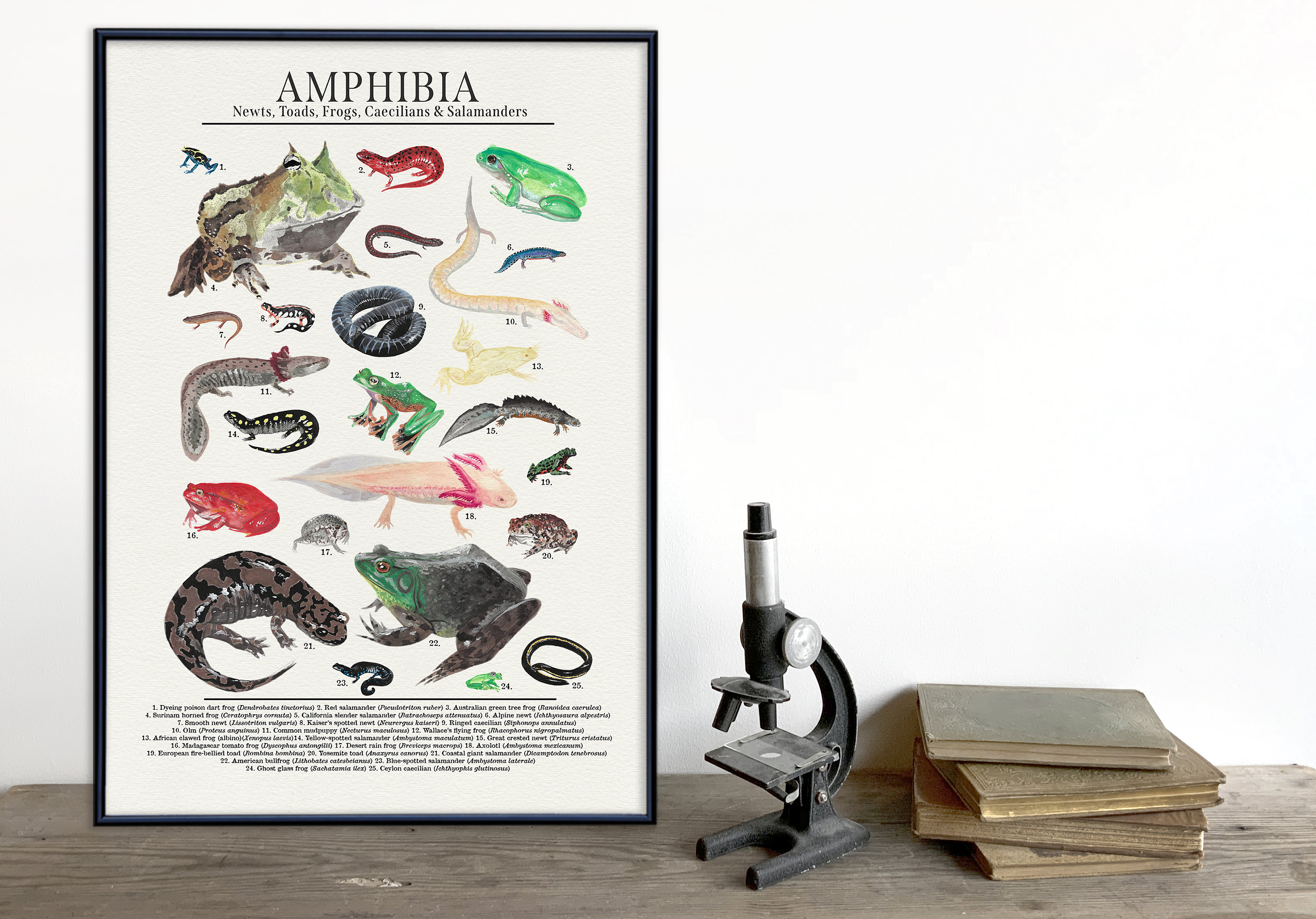 Class Amphibia Frogs Newts Salamanders and More Science - Etsy Canada